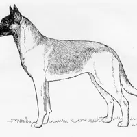 Belgian Malinois (Breed Standard Template) AI Character | Chat on TelegAI