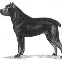Cane Corso (Breed Standard Template) AI Character | Chat on TelegAI